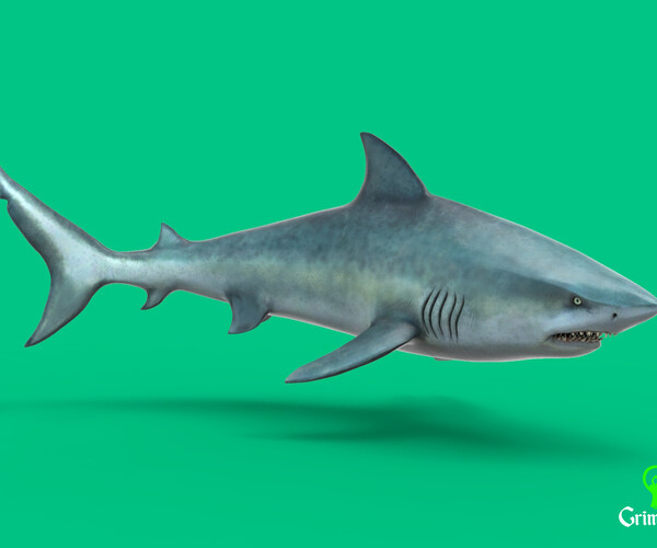 ArtStation - Bull Shark | Resources