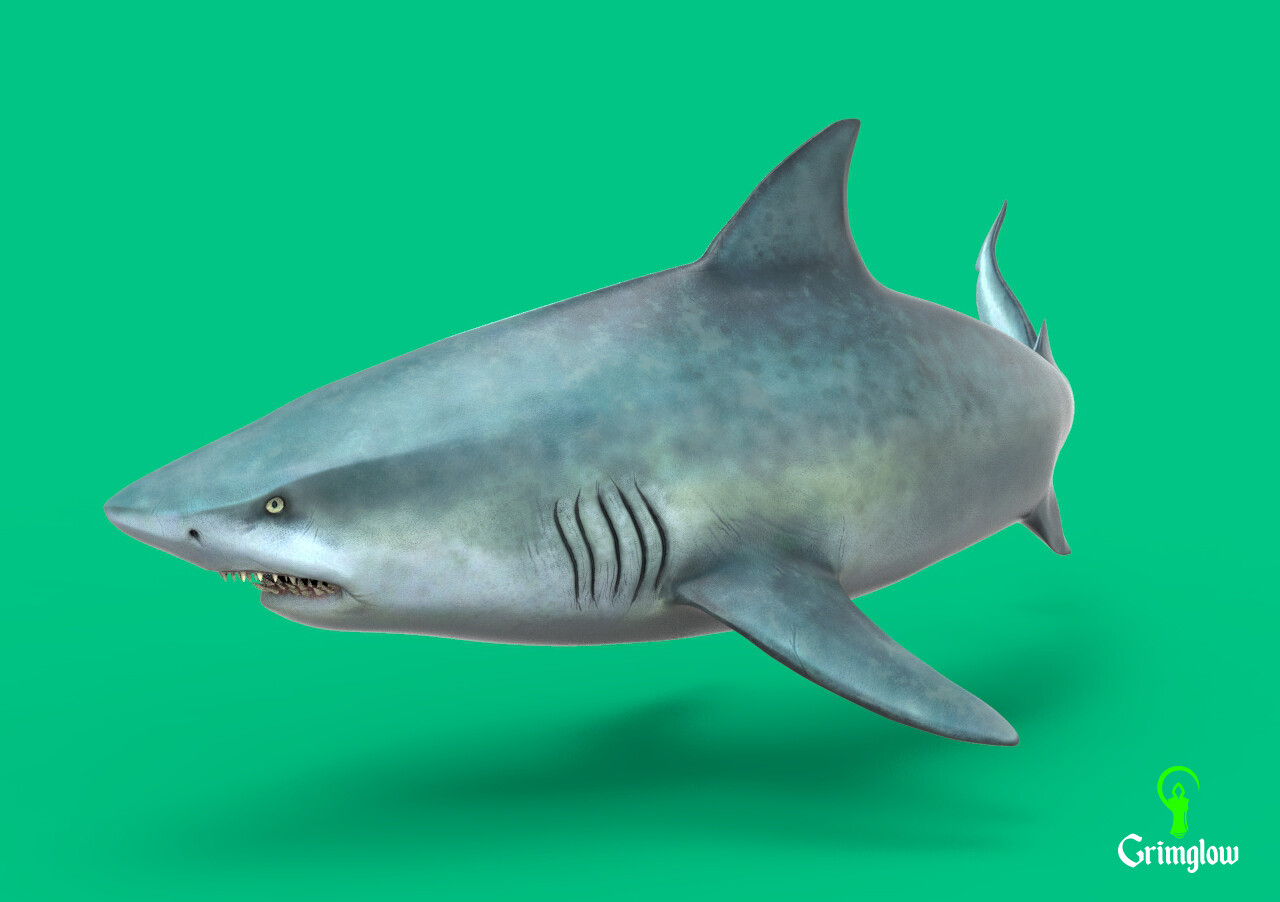 ArtStation - Bull Shark | Resources