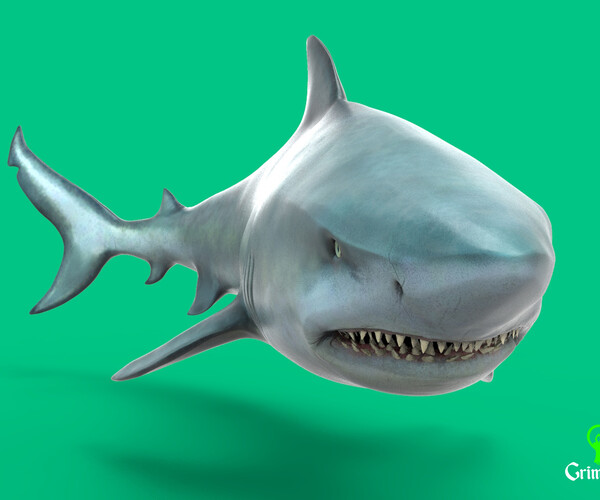 ArtStation - Bull Shark | Resources