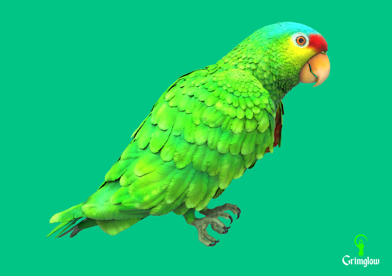 ArtStation - Red-lored parrot | Resources