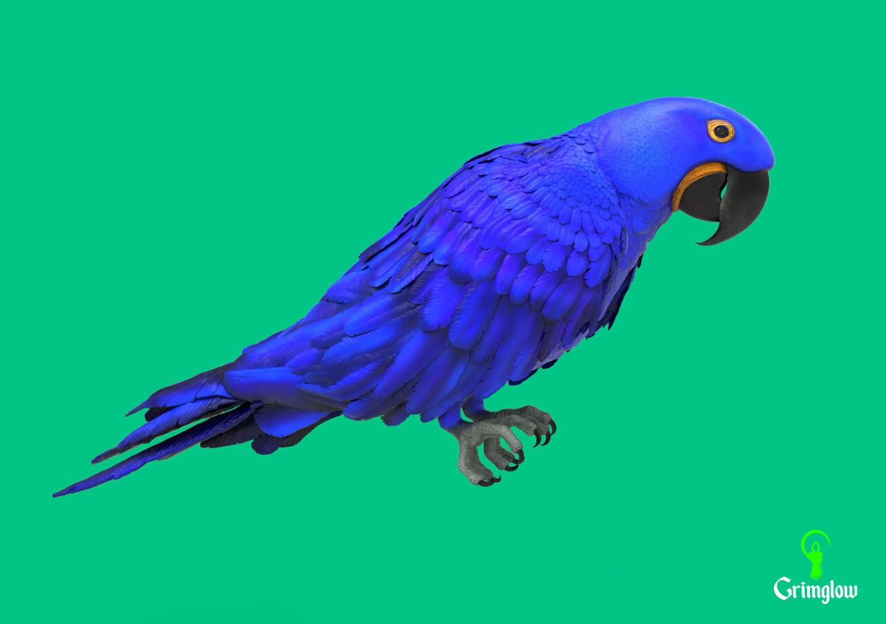 ArtStation - Hyacinth macaw | Resources