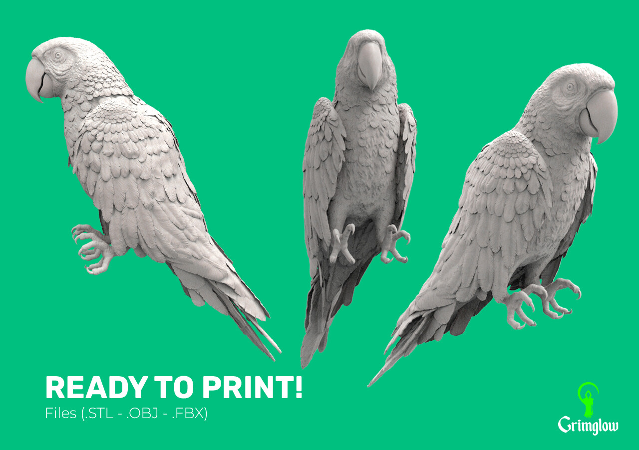 ArtStation - Scarlet macaw | Resources