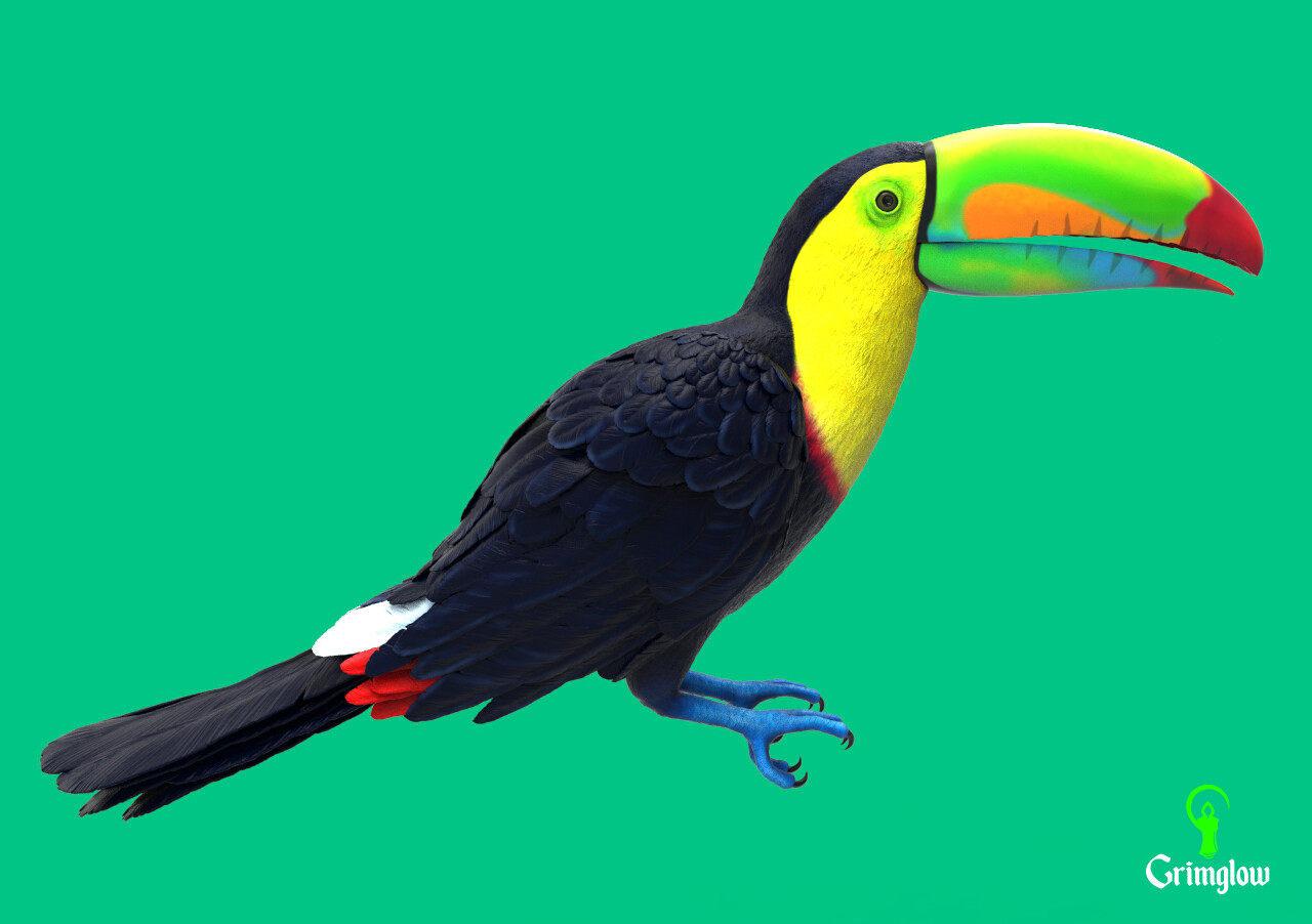 ArtStation - Keel-billed Toucan | Resources