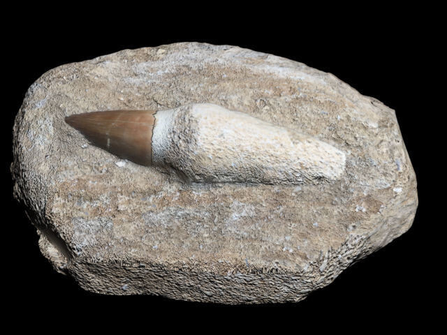 ArtStation - Mosasaur Tooth Fossil Scan | Resources