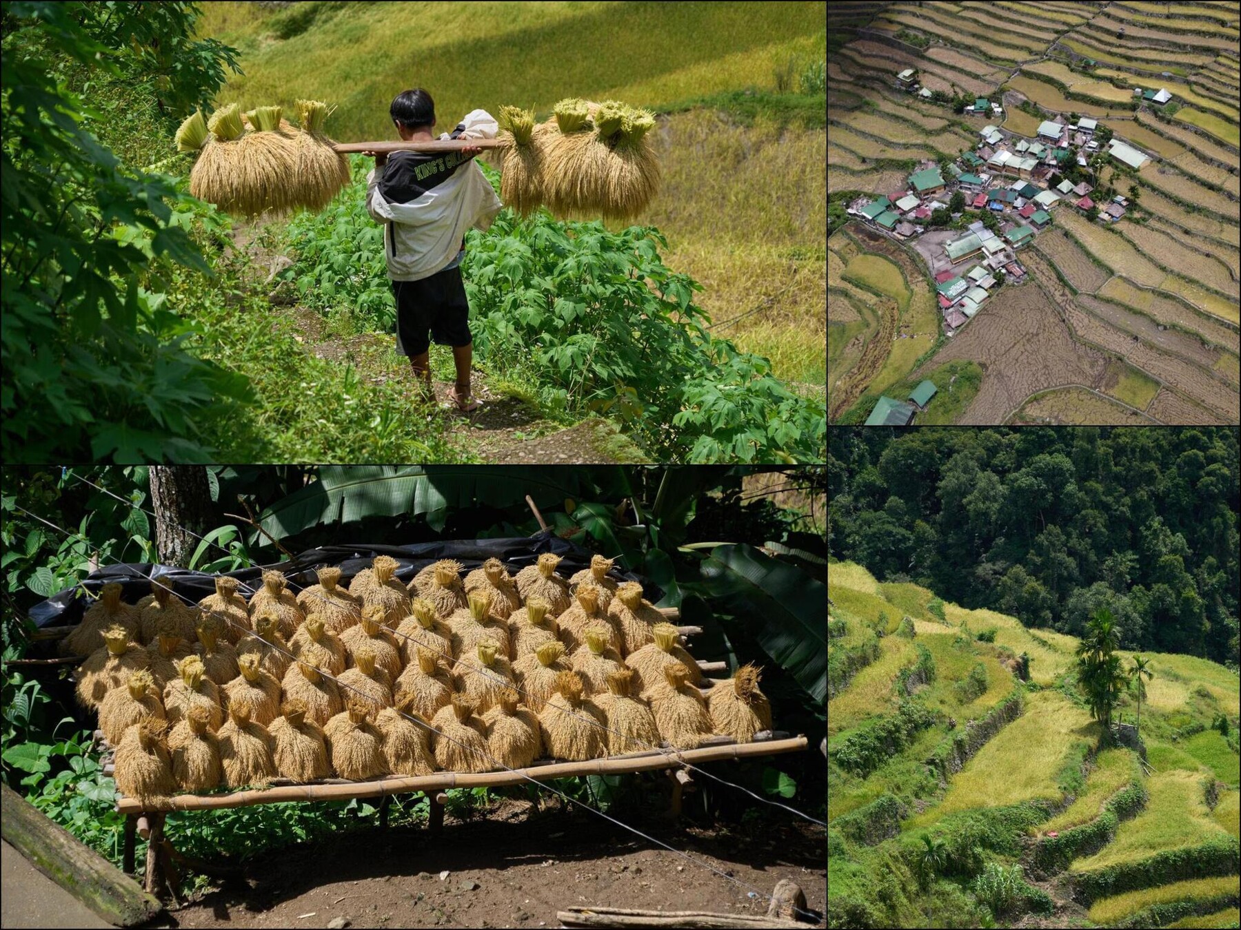 ArtStation - 503 photos of Rice Terraces Asian Village | Resources