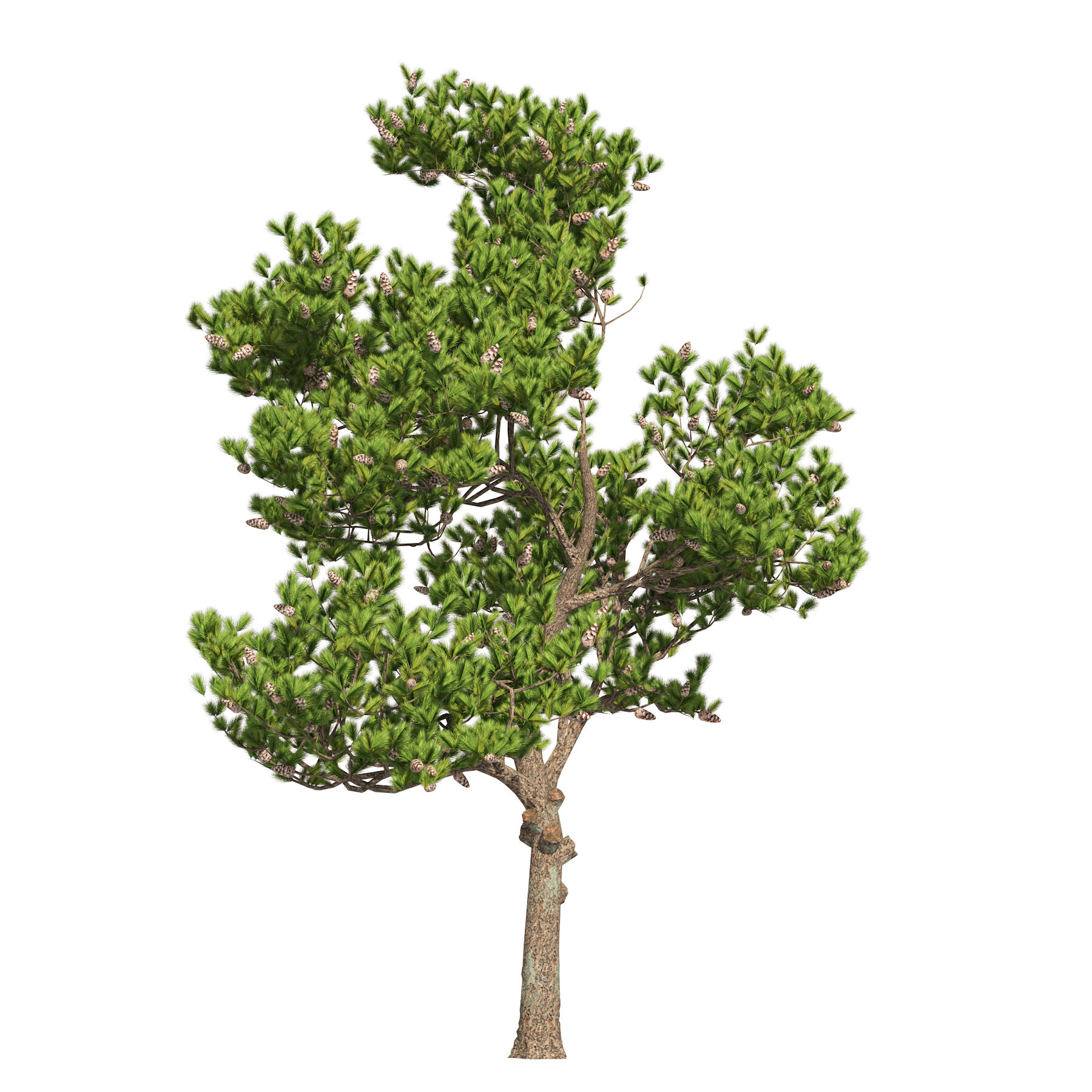 ArtStation - Winter & Summer Pinus Pinea Trees | Resources