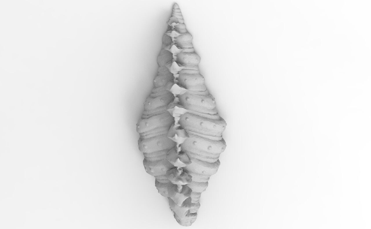 ArtStation - Rare Sea Shell 3D Printable | Resources