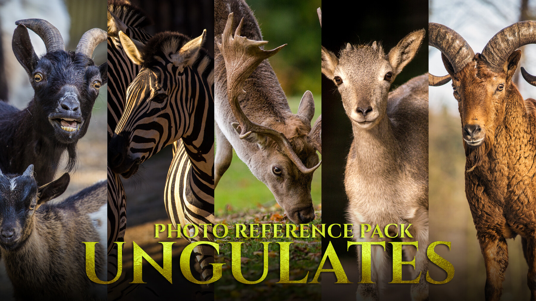 ArtStation - Ungulates - Reference Photo Pack For Artists 417 JPEGs ...