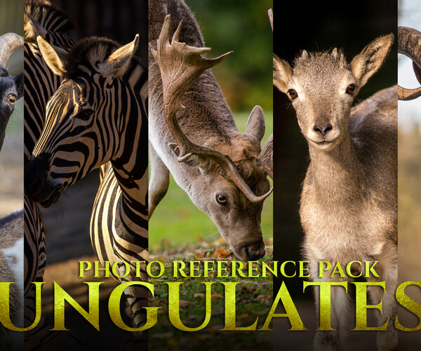 ArtStation - Ungulates - Reference Photo Pack For Artists 417 JPEGs ...
