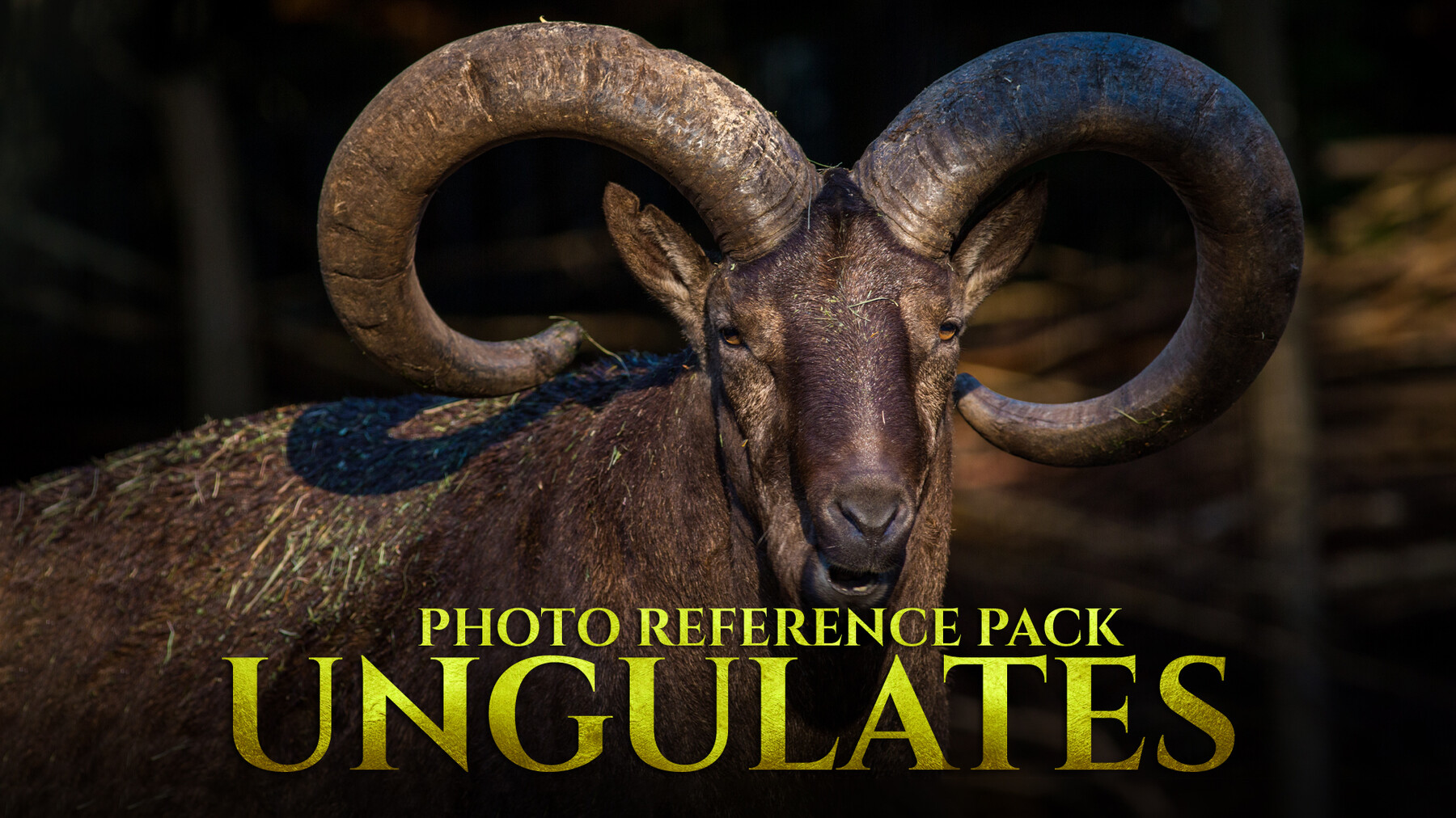 ArtStation - Ungulates - Reference Photo Pack For Artists 417 JPEGs ...