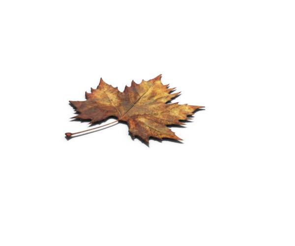 ArtStation - 20 Leaf Material With Alpha Pack | Resources