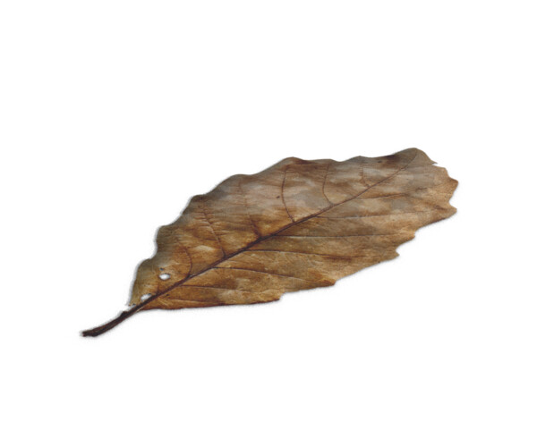 ArtStation - 20 Leaf Material With Alpha Pack | Resources