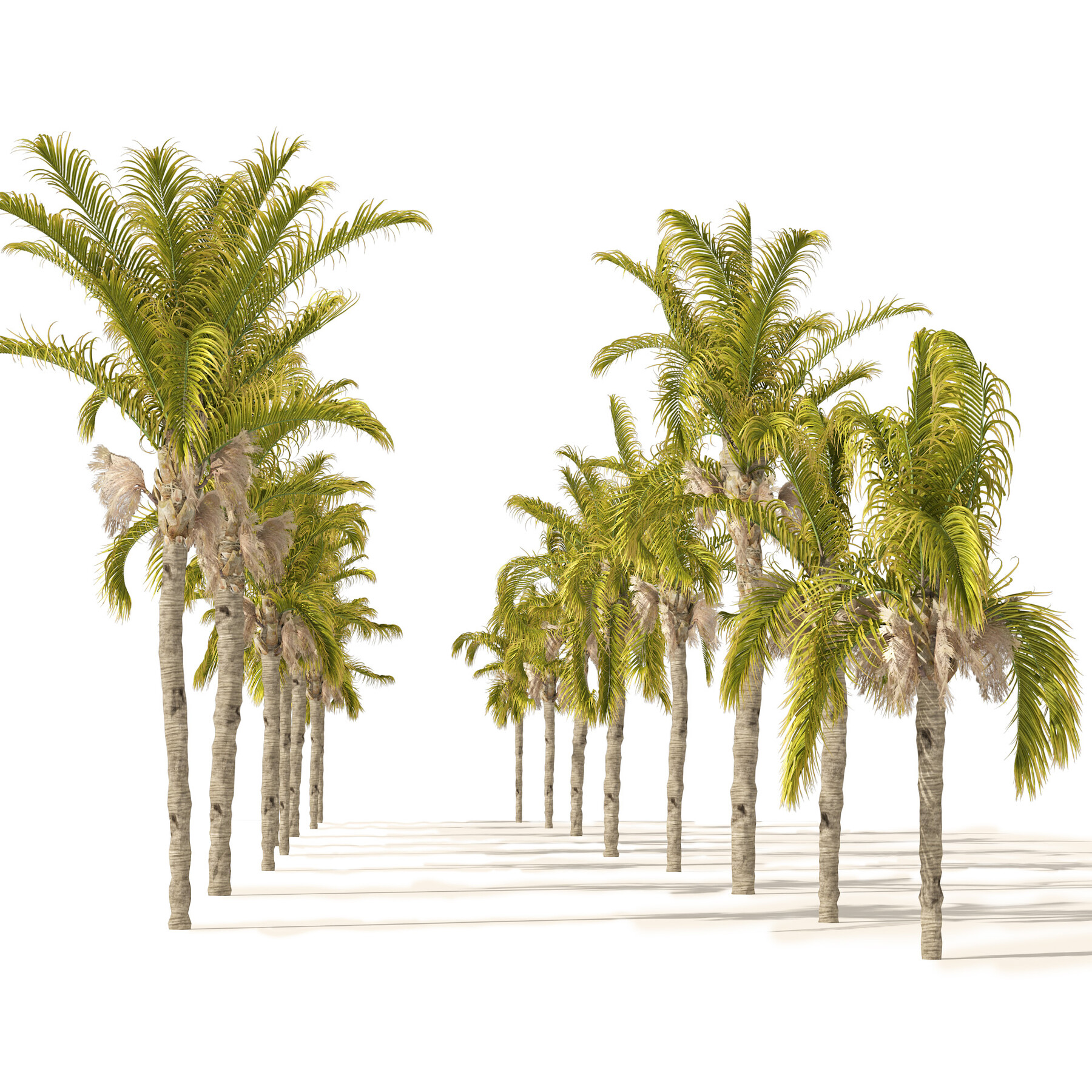 ArtStation - Cocos Palm Trees | Resources