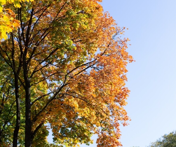 ArtStation - 350+ Photo Reference Pack: Autumn Day, Girl, Orange ...