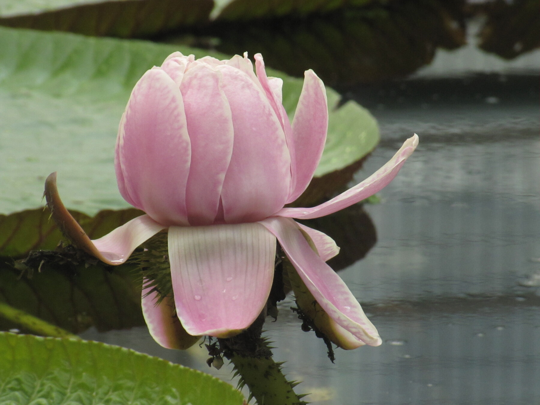 ArtStation - Brooklyn Botanic Garden Vol. 1 (Reference Photos) | Resources