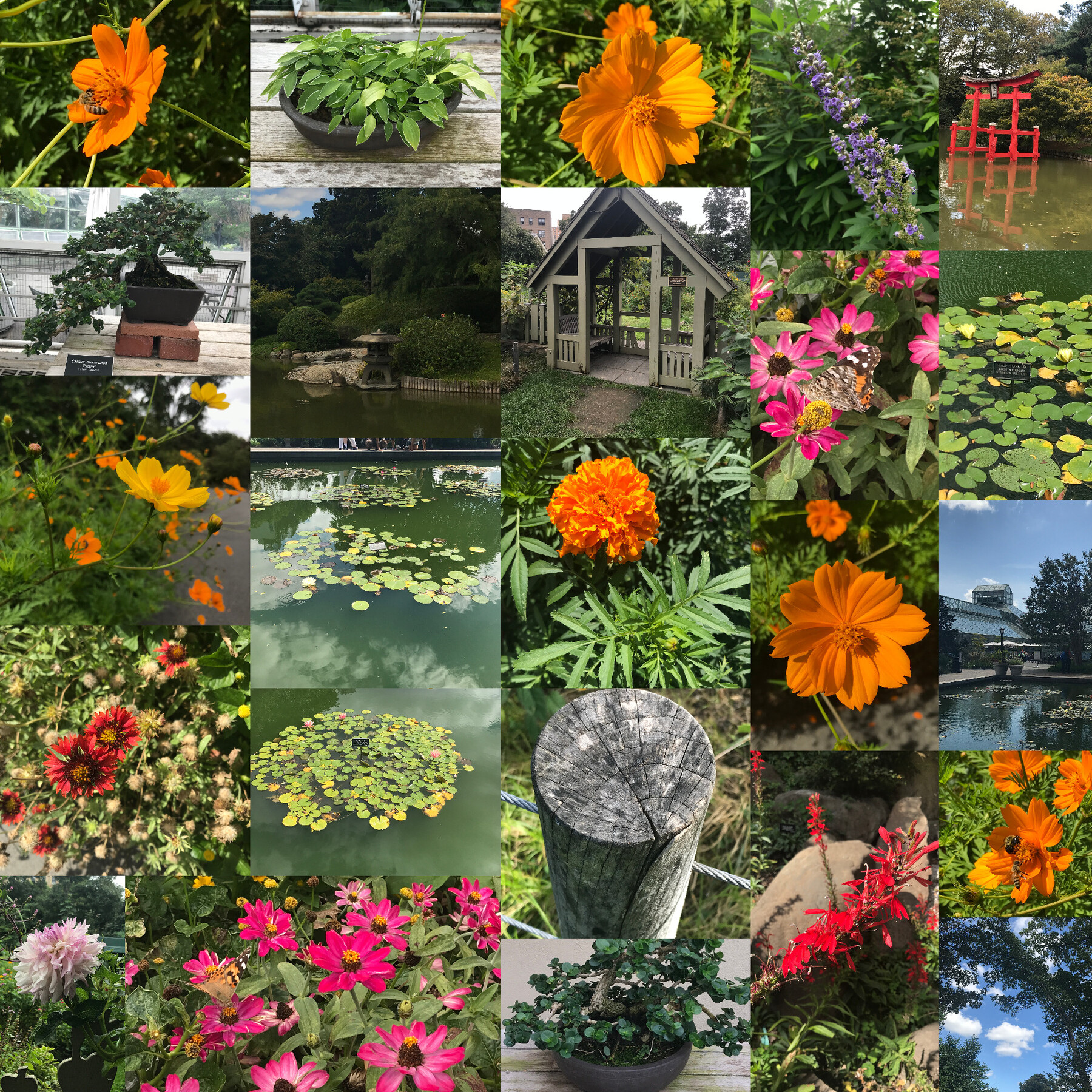ArtStation - Brooklyn Botanic Garden Vol. II (Reference Photos) | Resources