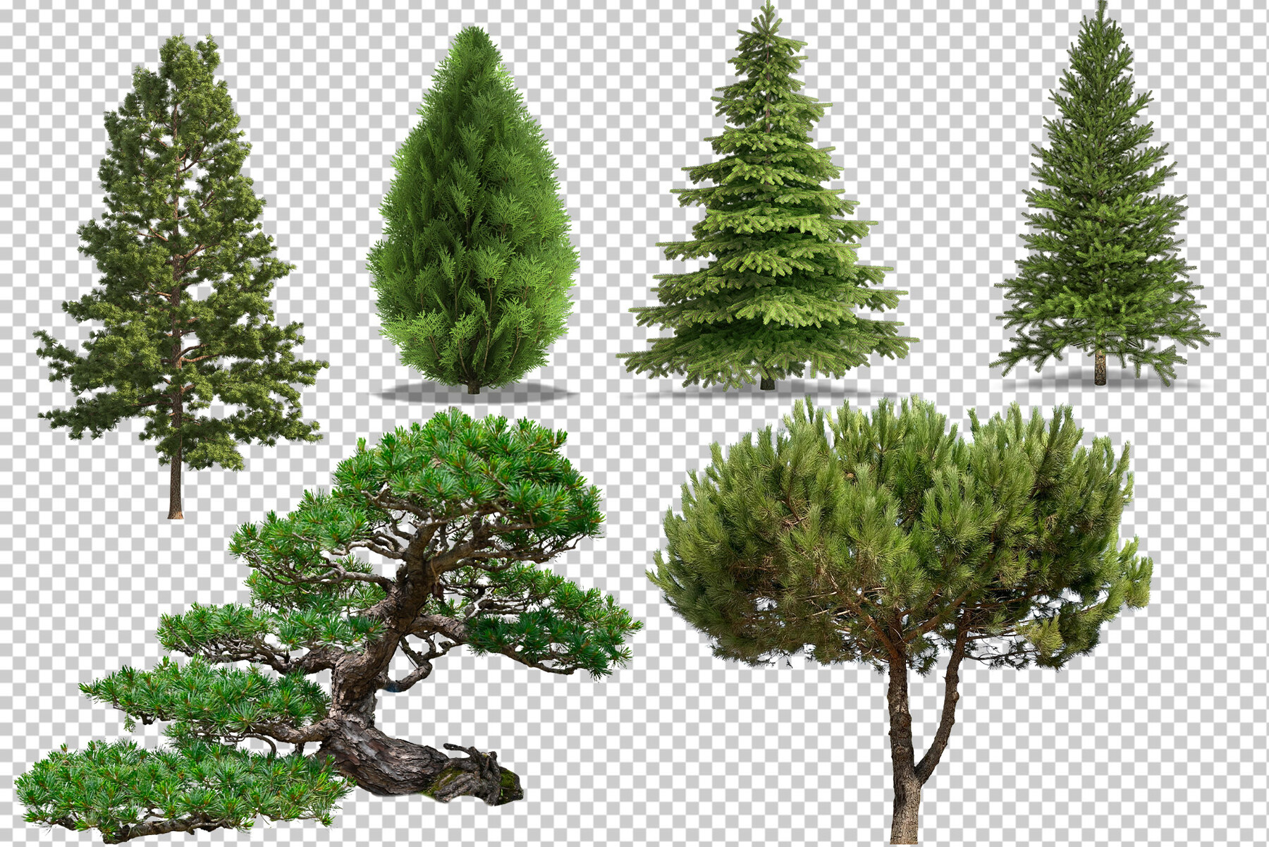 ArtStation - 50 Conifer Branches Tress Clipart, Digital Tree Cut Out ...
