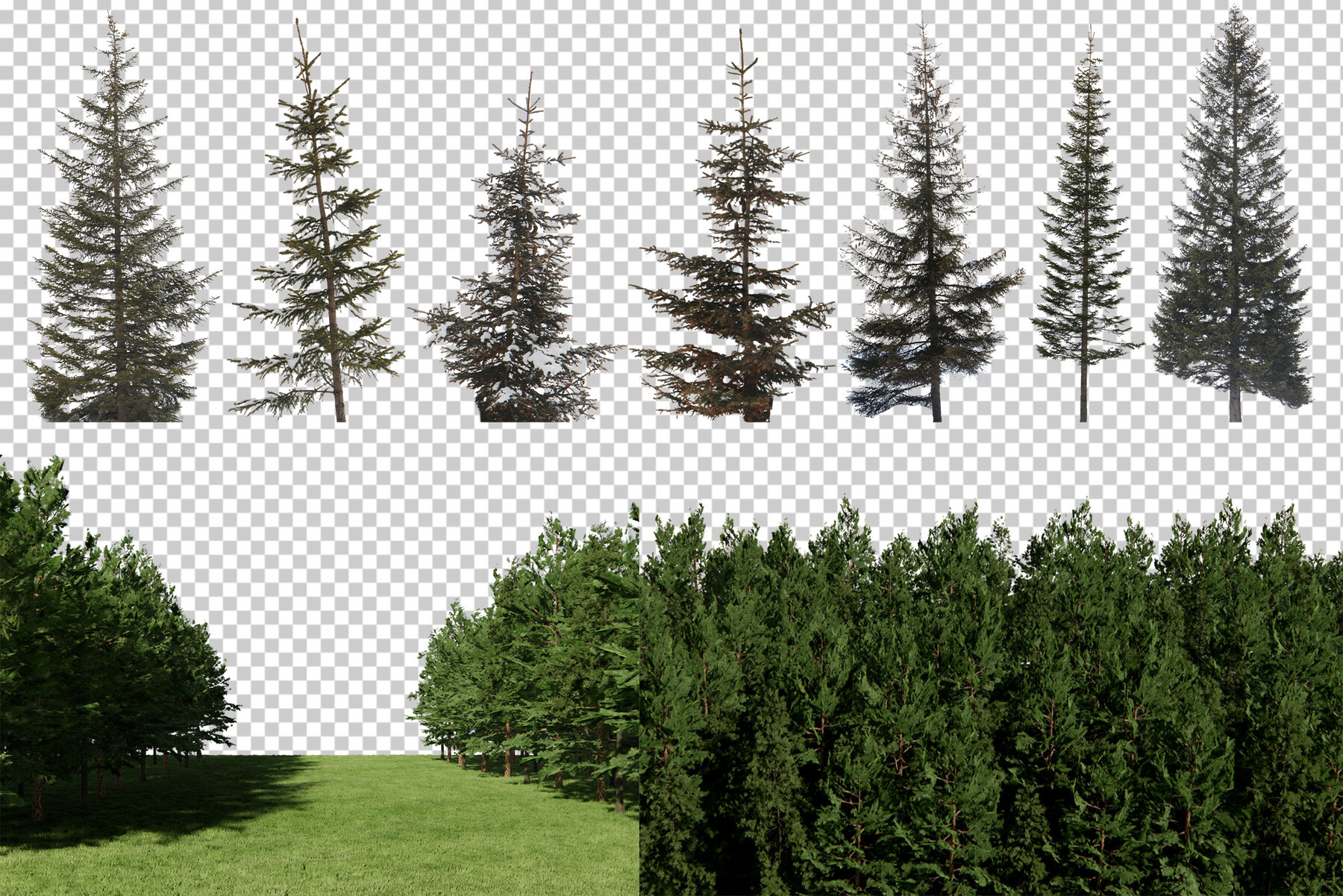 ArtStation - 50 Conifer Branches Tress Clipart, Digital Tree Cut Out ...