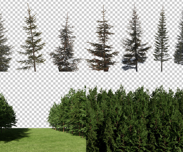 ArtStation - 50 Conifer Branches Tress Clipart, Digital Tree Cut Out ...