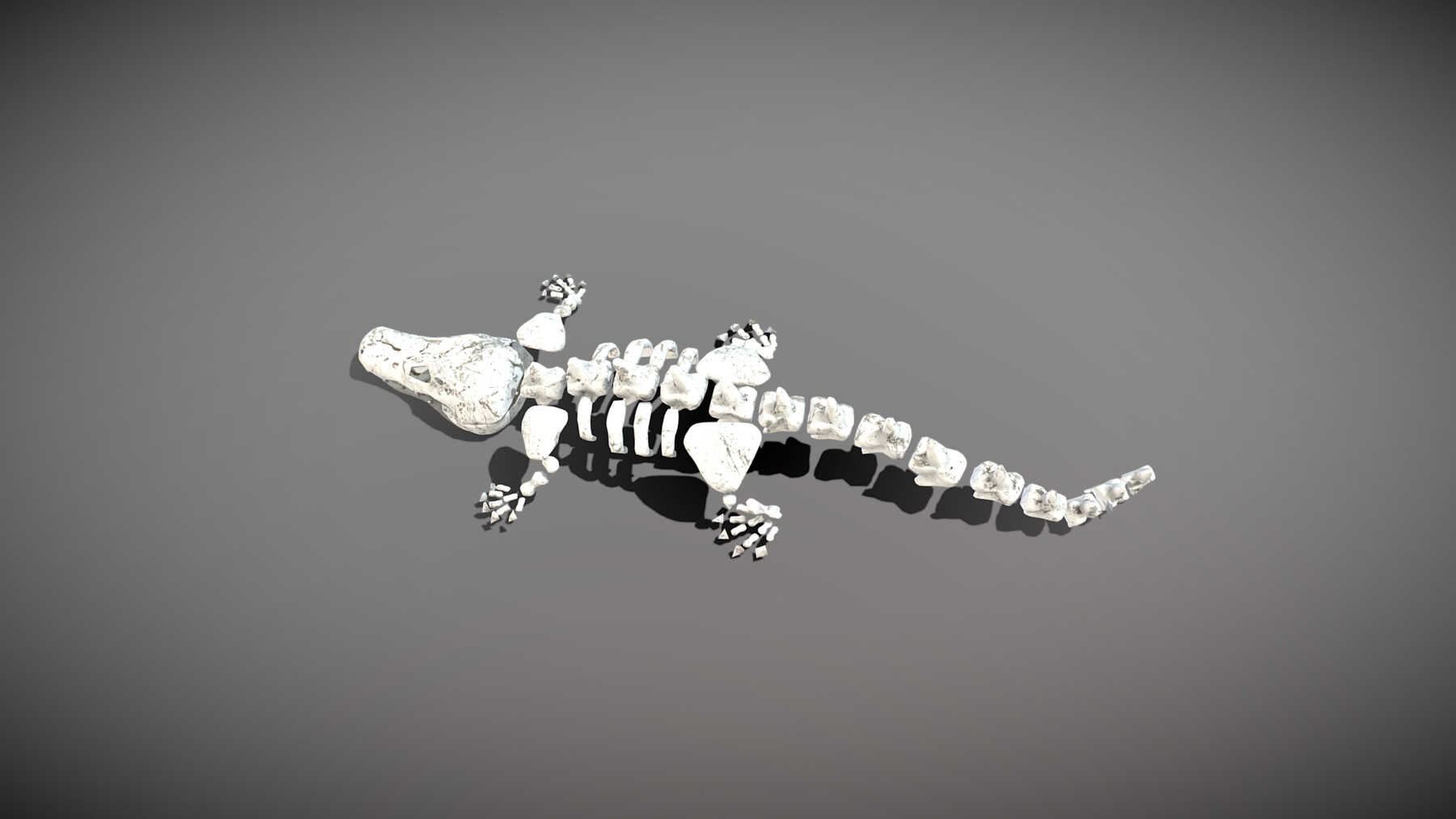 ArtStation - Crocodile Skeleton | Game Assets