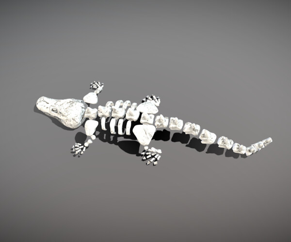 ArtStation - Crocodile Skeleton | Game Assets