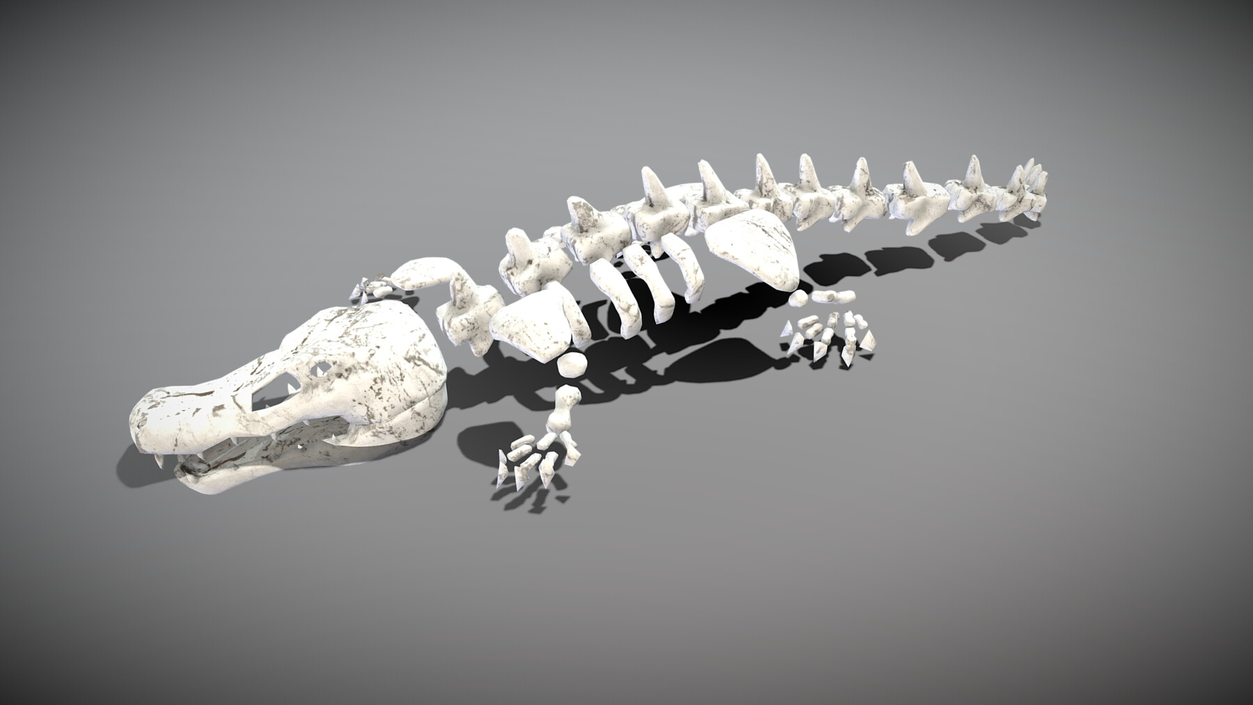 ArtStation - Crocodile Skeleton | Game Assets
