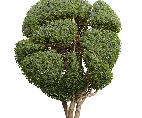 ArtStation - New Plant Ficus Concinna Bonsai Pruned16 | Resources