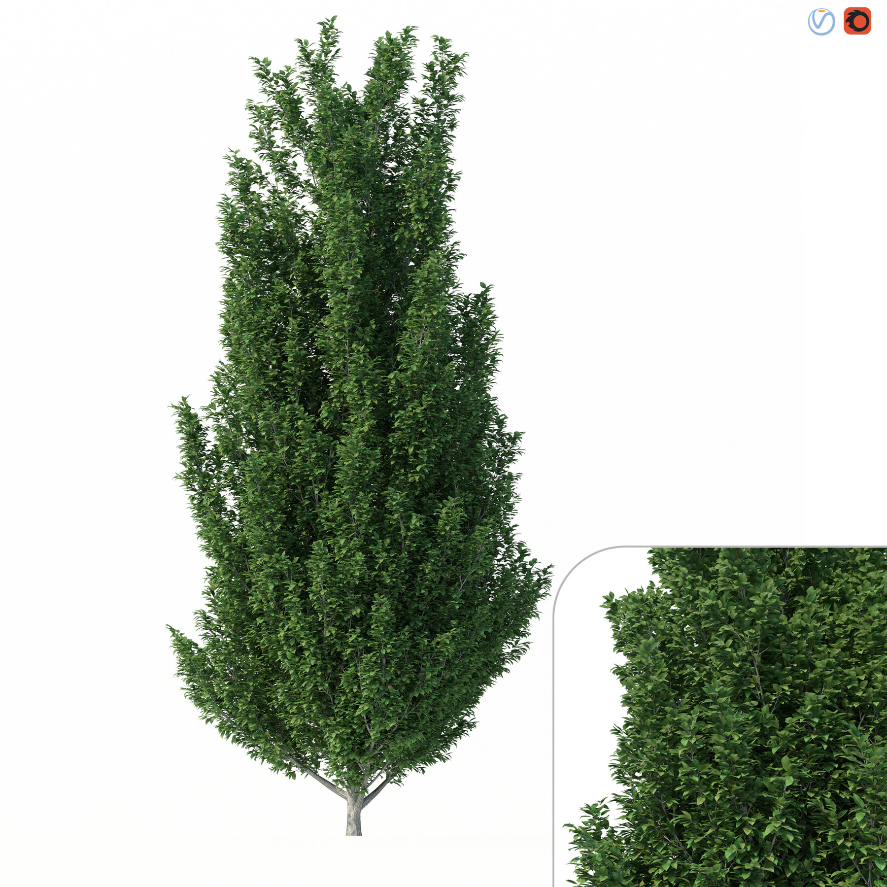 ArtStation - Tree-Carpinus Betulus No 1 | Resources
