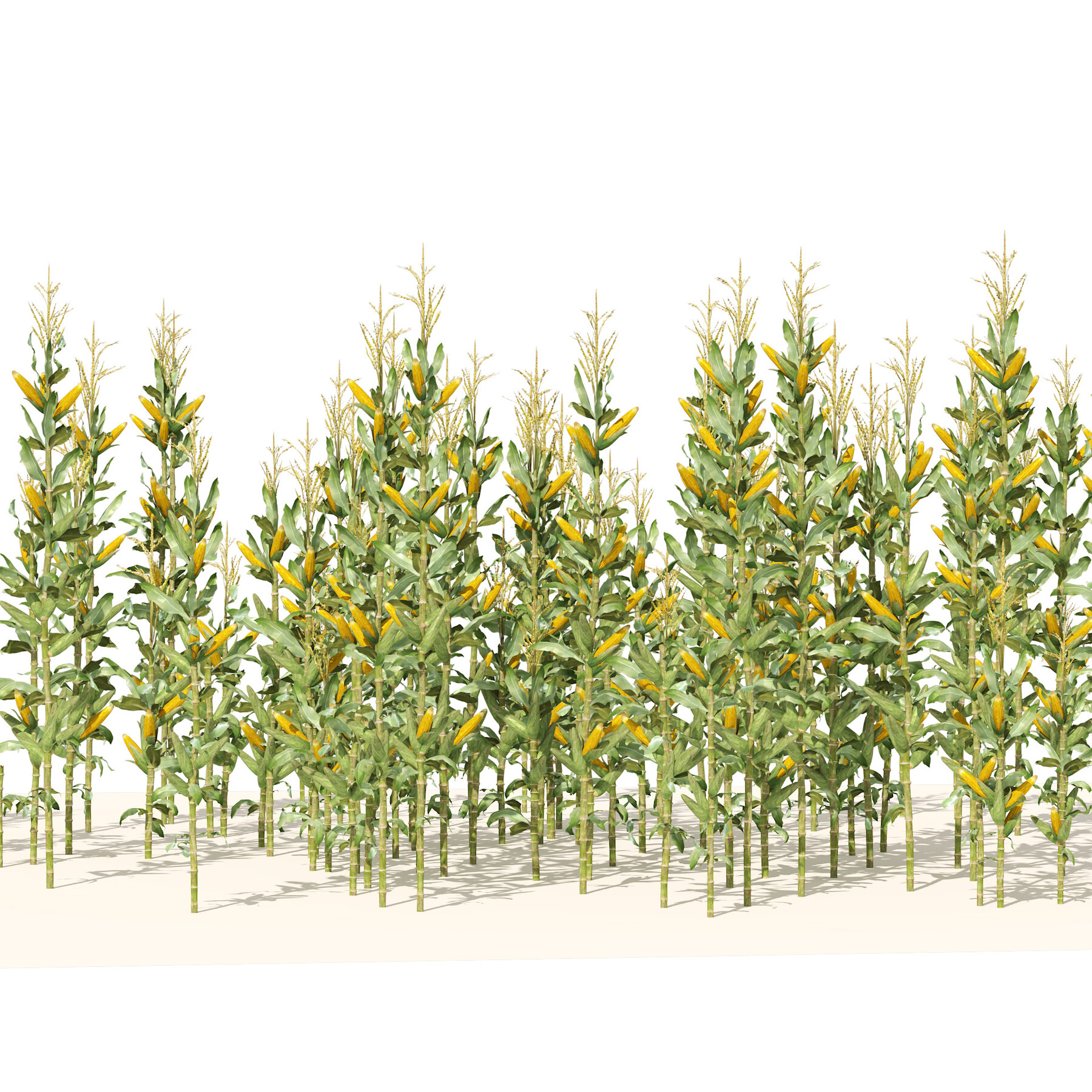 ArtStation - Corn Field | Game Assets