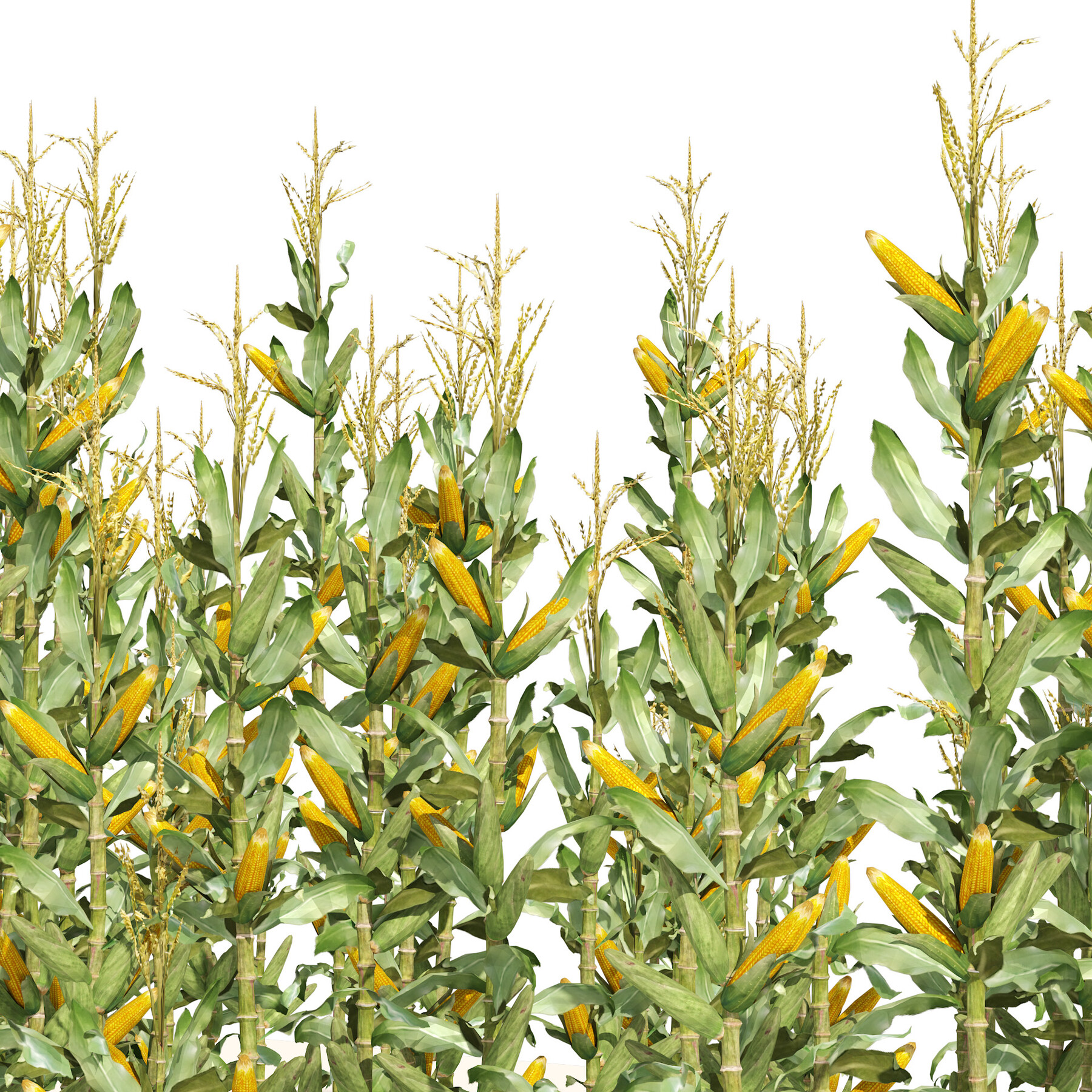 ArtStation - Corn cluster | Resources