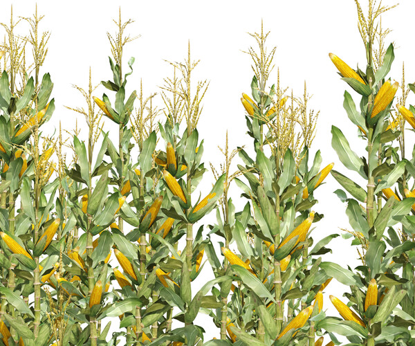 ArtStation - Corn cluster | Resources