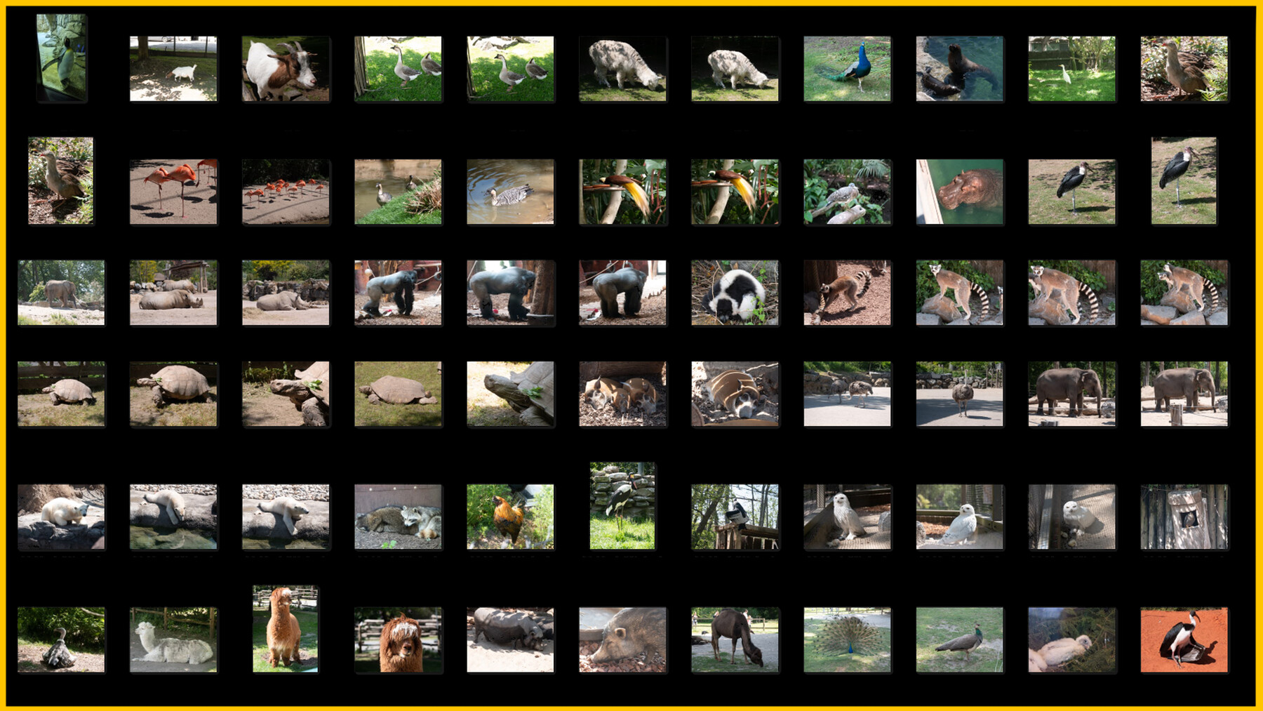 ArtStation - Multitude of animals : 385 photos | Resources
