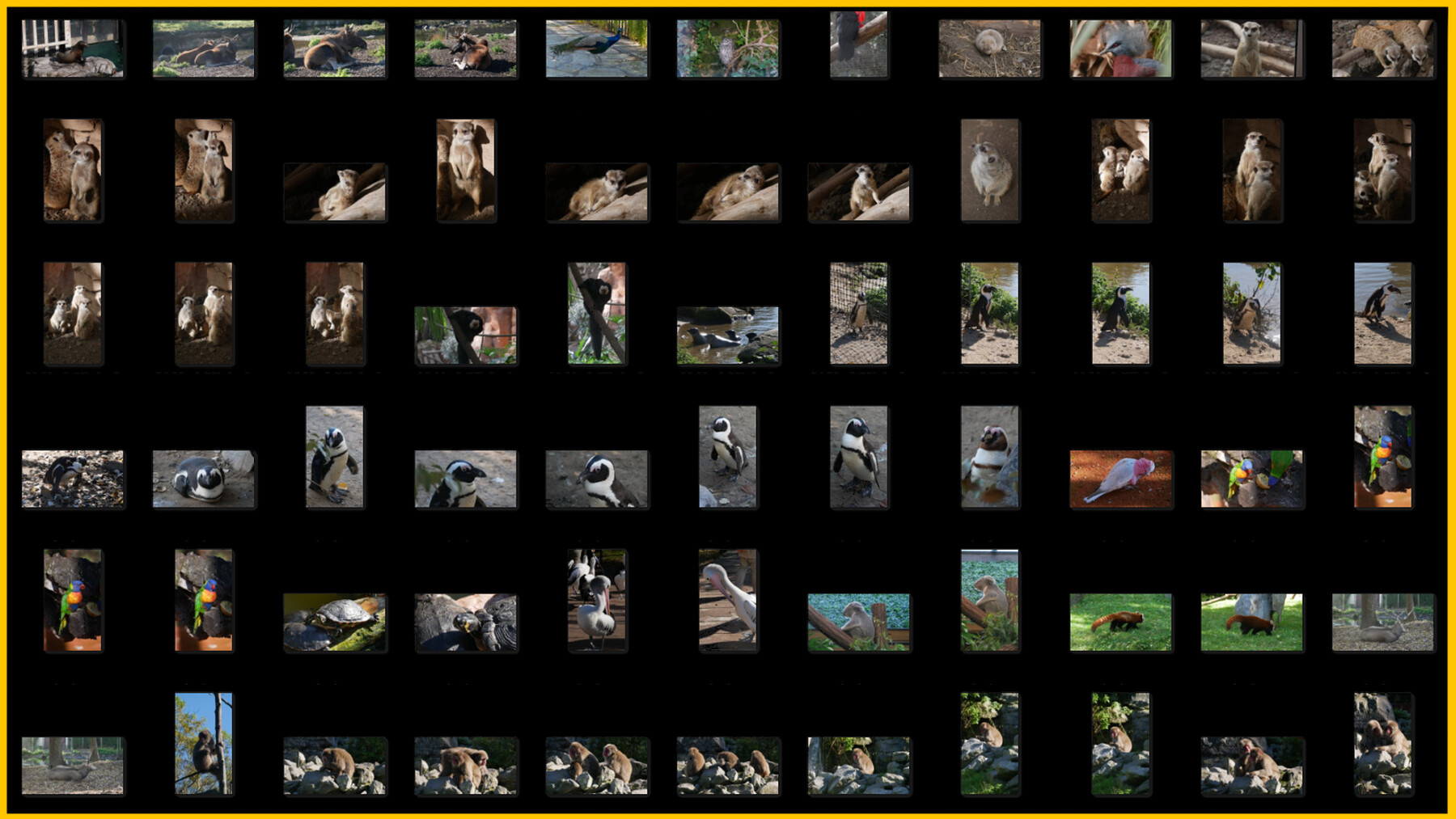 ArtStation - Multitude of animals : 385 photos | Resources