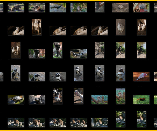 ArtStation - Multitude of animals : 385 photos | Resources