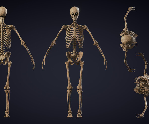 ArtStation - Fredegund - The BlenRig Skeleton | Resources