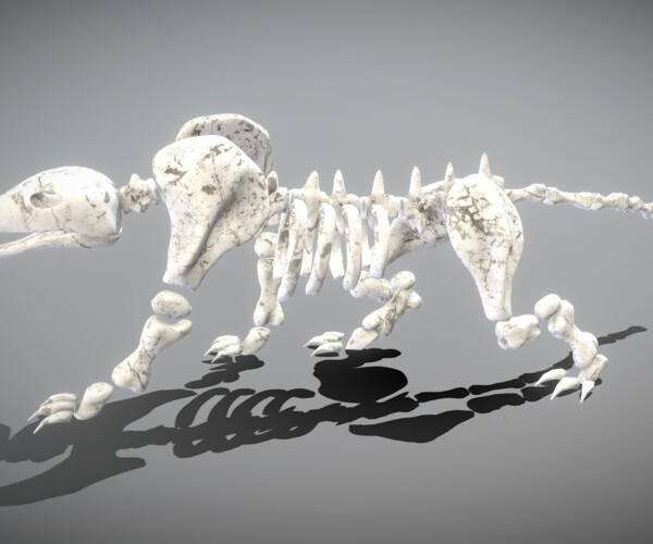 ArtStation - Leopard Skeleton | Game Assets