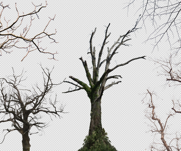 ArtStation - 150 Bare trees overlays, Dead tree PNG, Dry branches ...