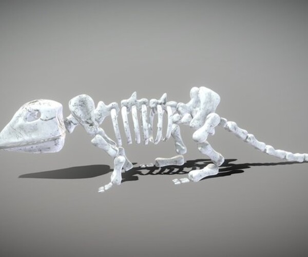 ArtStation - Mouse Skeleton | Game Assets