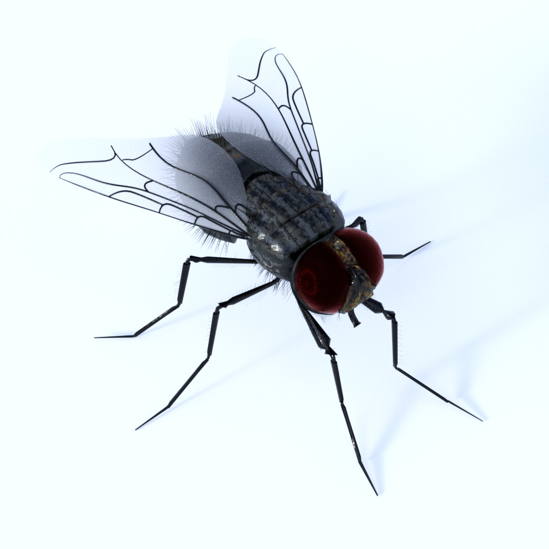 ArtStation - Flies for DazStudio | Resources