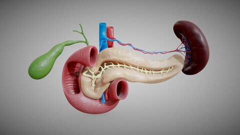 ArtStation - Pancreas Cross Section Anatomy | Resources
