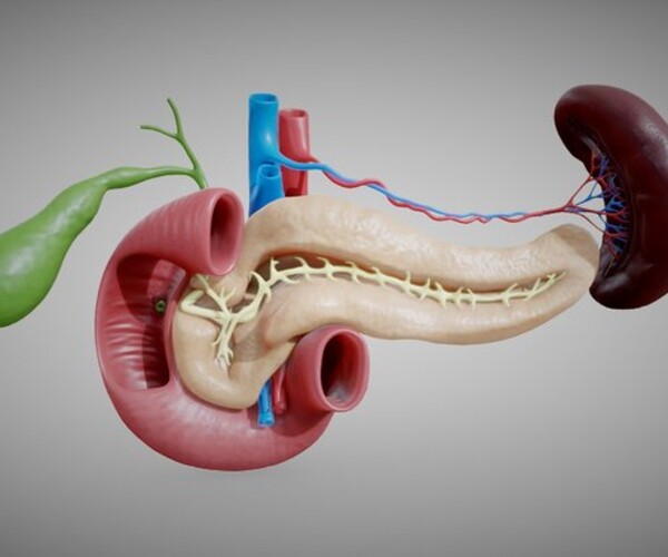 ArtStation - Pancreas Cross Section Anatomy | Resources