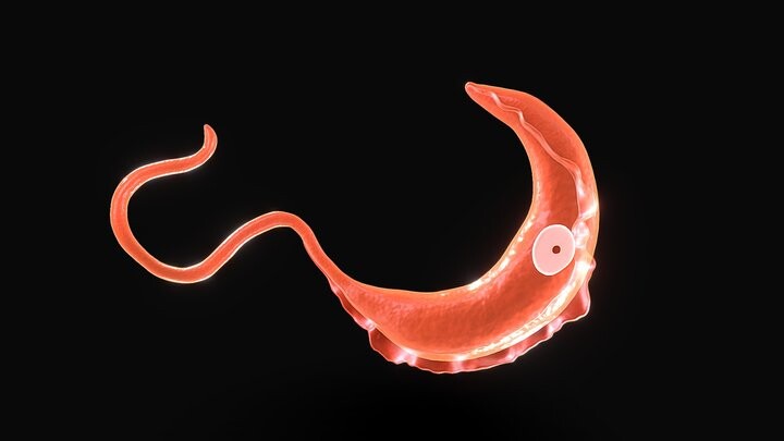 ArtStation - African Trypanosomiasis Sleeping Sickness | Resources