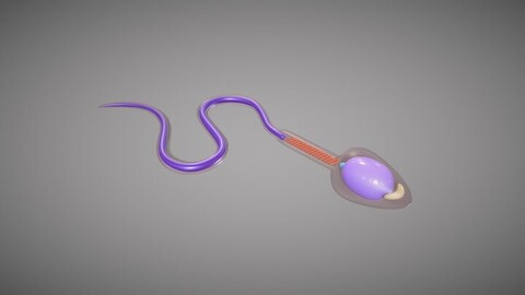 ArtStation - Sperm Cell Anatomy | Resources