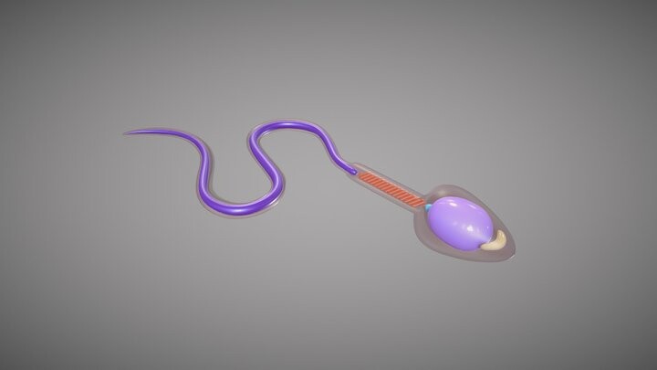ArtStation - Sperm Cell Anatomy | Resources