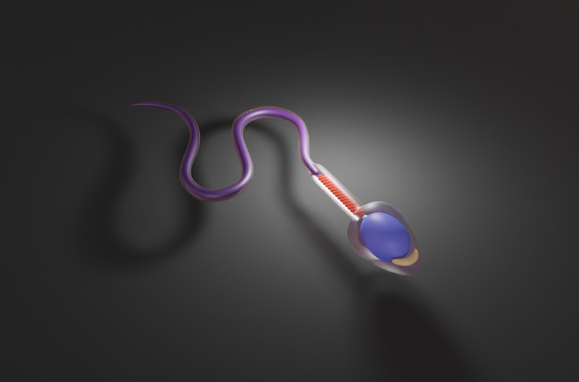 ArtStation - Sperm Cell Anatomy | Resources