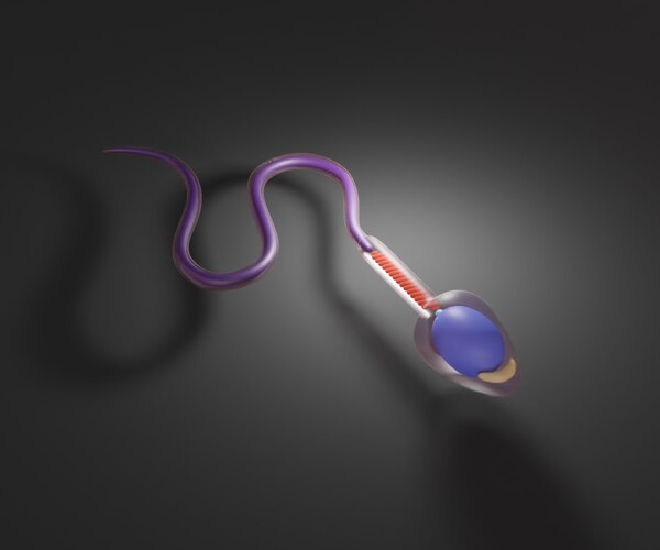 ArtStation - Sperm Cell Anatomy | Resources