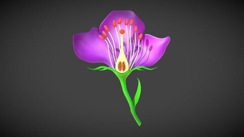ArtStation - Parts Of A Flower Cross Section | Resources