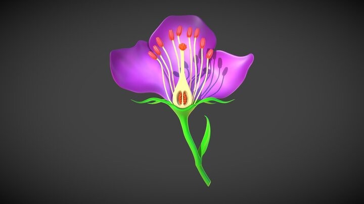 ArtStation - Parts Of A Flower Cross Section | Resources