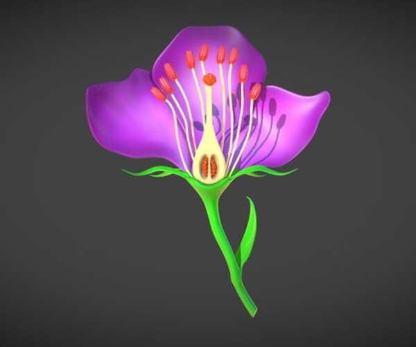 ArtStation - Parts Of A Flower Cross Section | Resources