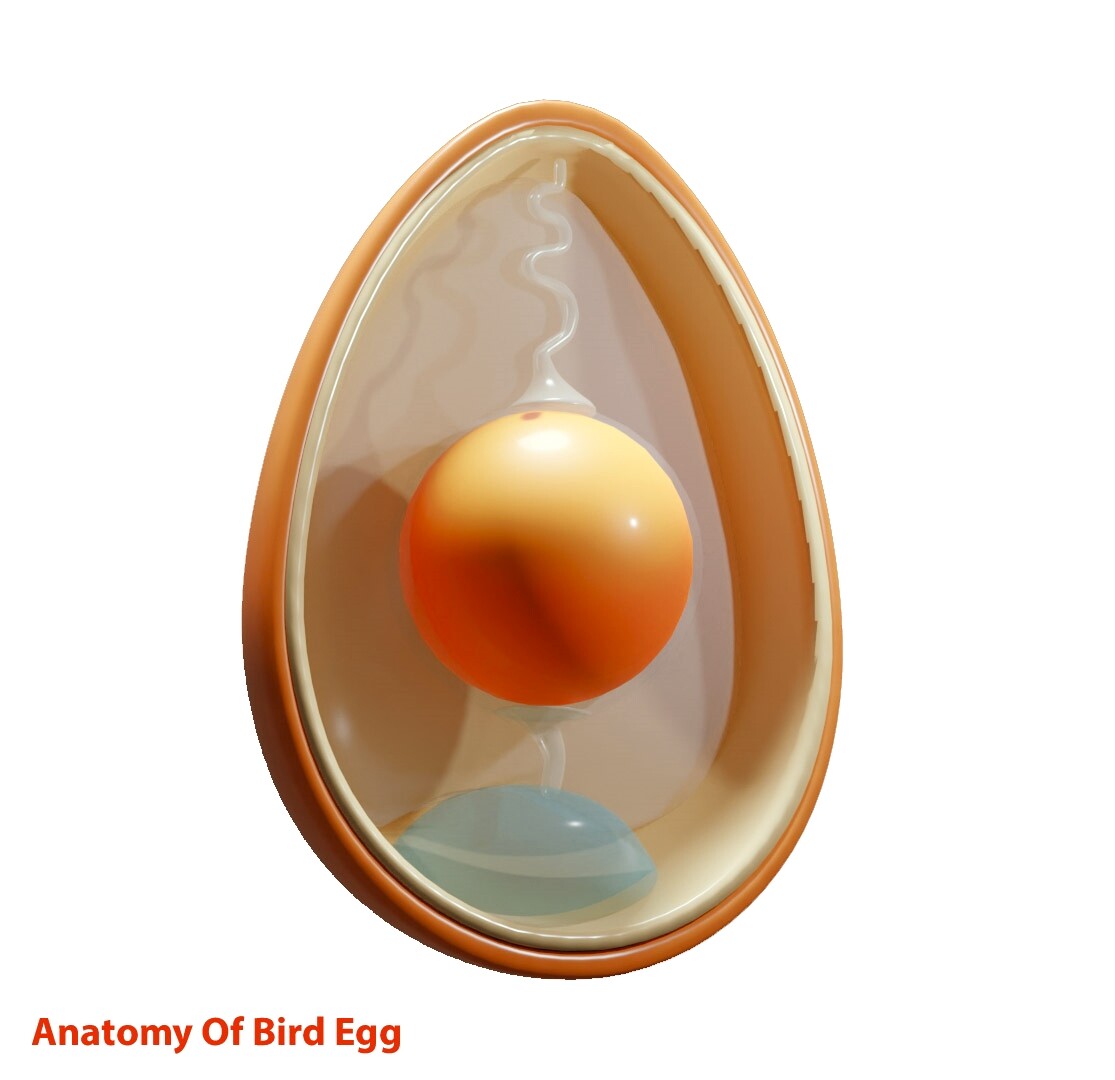 ArtStation - Anatomy Of Bird Egg | Resources